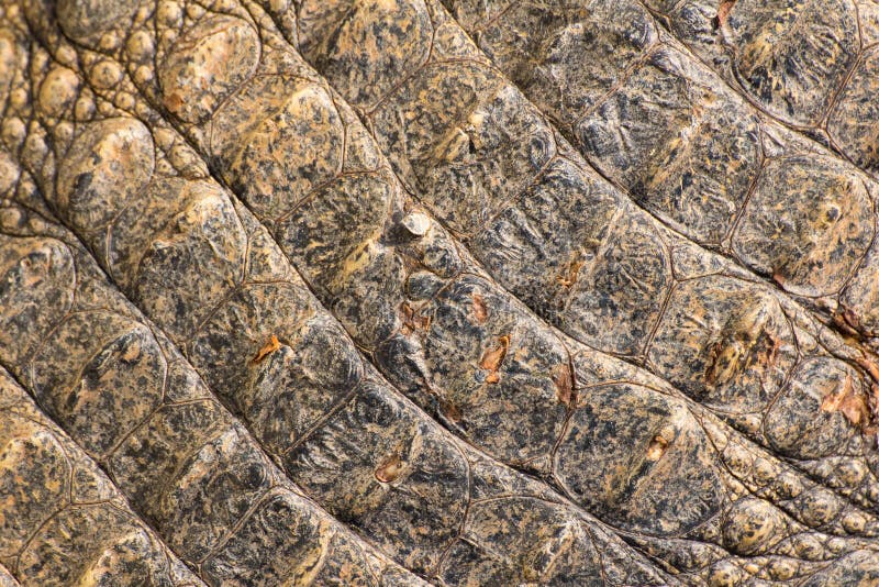 Texture crocodile skin stock photo. Image of crocodile - 36457500