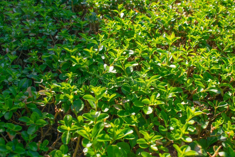 Texture of a cropped grove stock photo. Image of rounded - 155232870