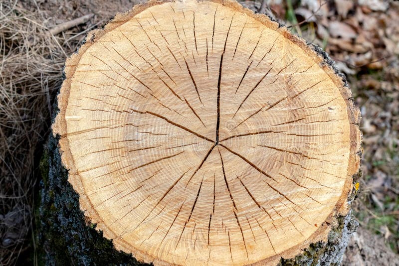 Texture Cross-section of Cut Tree with Cracks, Tree Stump with Cracks ...