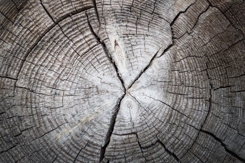 Texture of a Cross Section of a Log from a Tree Stock Image - Image of ...