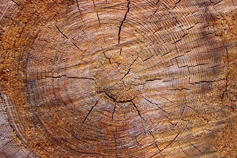 Texture of a Cross-section of a Pine Tree Close-up Stock Image - Image ...