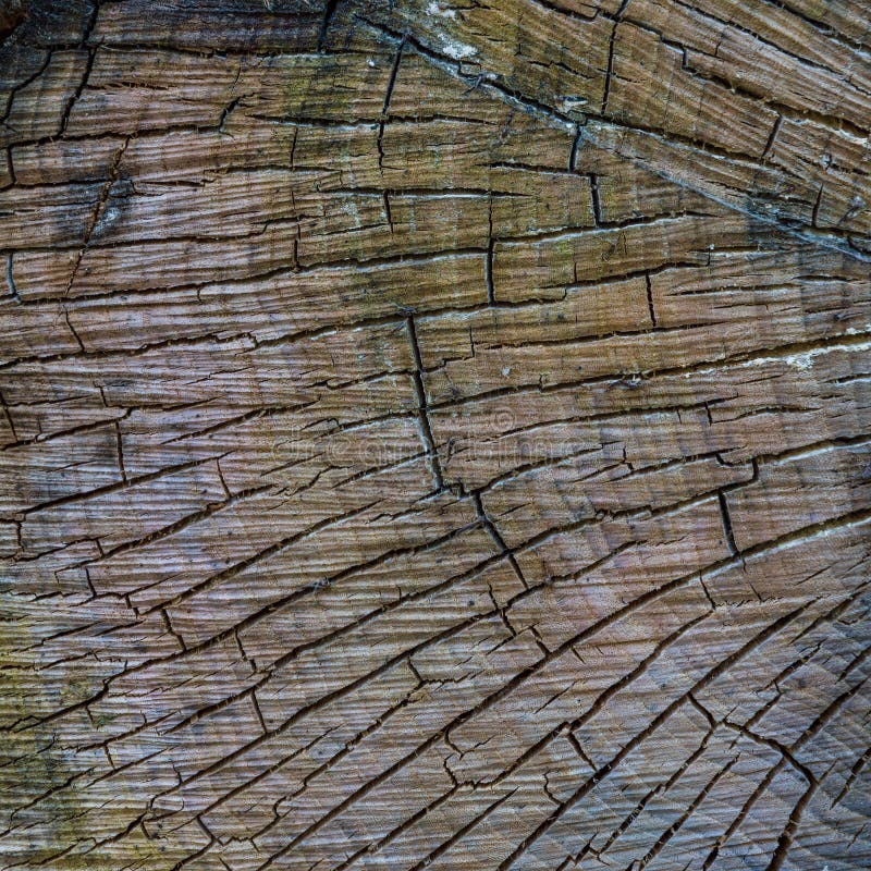 Texture Cross Section of Tree Stock Photo - Image of striped ...