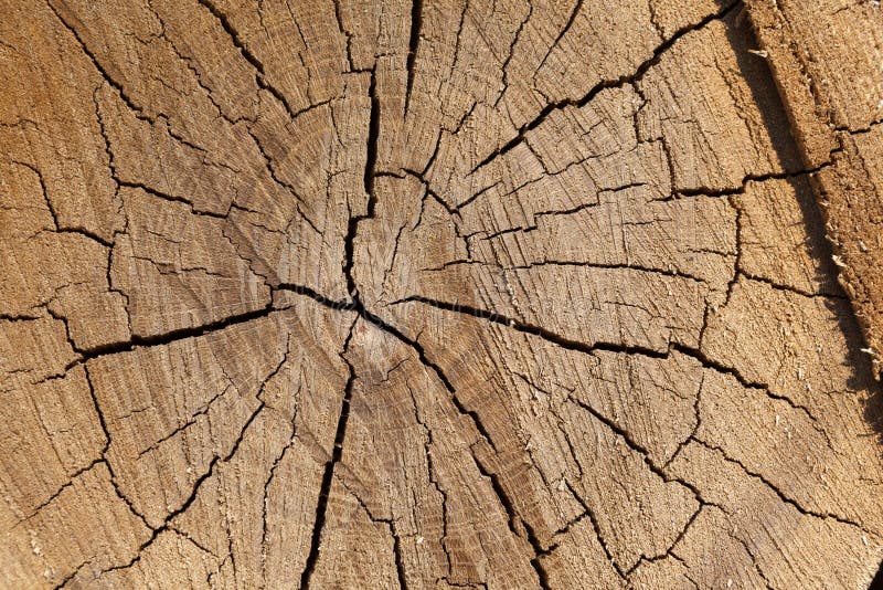 Cross Section of a Log with Tree Rings Stock Image - Image of lines ...
