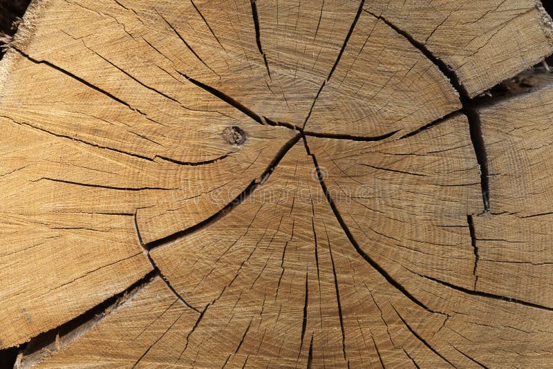 Walnut Log Cross Section