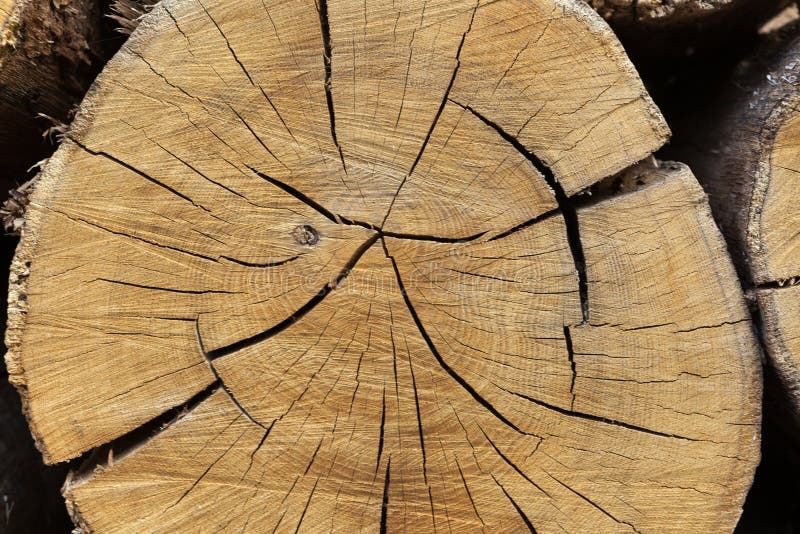 Walnut Log Cross Section