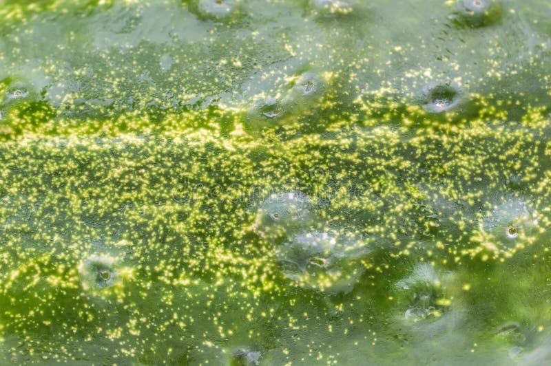 Texture of Cucumber`s Peel. Close Up Stock Photo - Image of textured ...