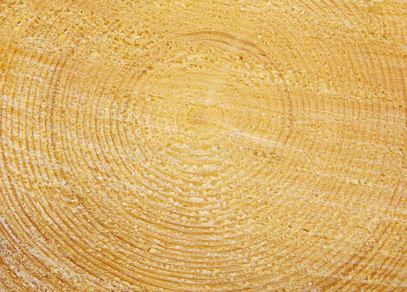 Texture of a Cut Light Brown Wood, Close-up Stock Image - Image of ...