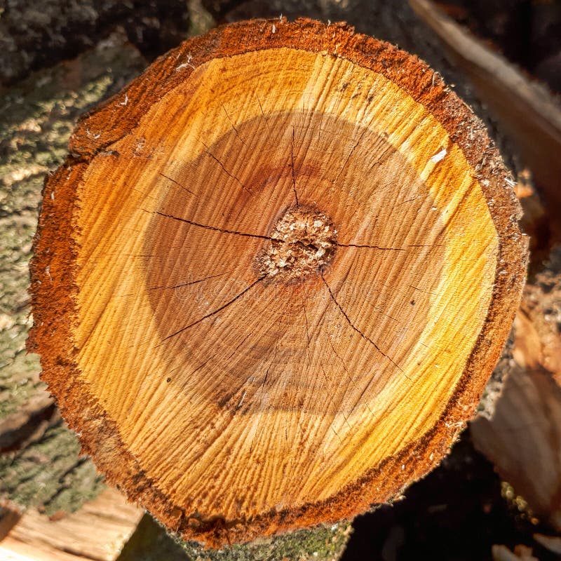 Cut oak texture stock image. Image of yellow, circle - 116952011