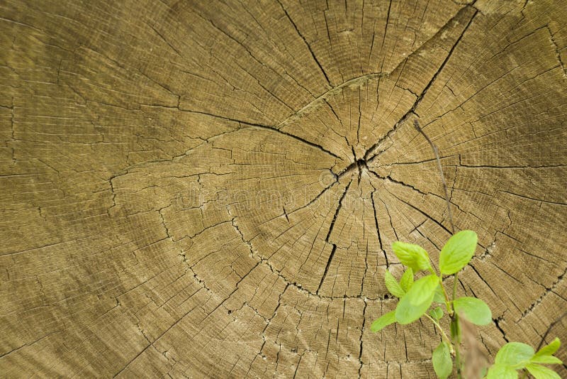 Texture the cut oak tree stock image. Image of solid - 71052029