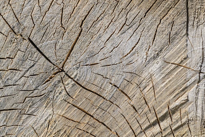 Wood cut texture stock image. Image of layer, circular - 260006993
