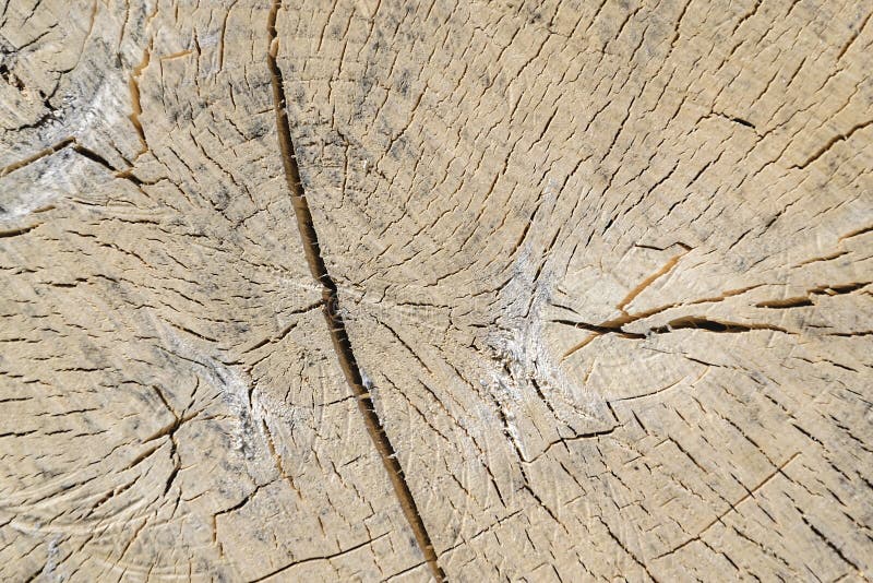 Wood cut texture stock image. Image of rustic, concentric - 260879647