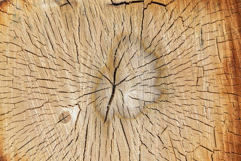 Wood cut texture stock photo. Image of round, circular - 261365118