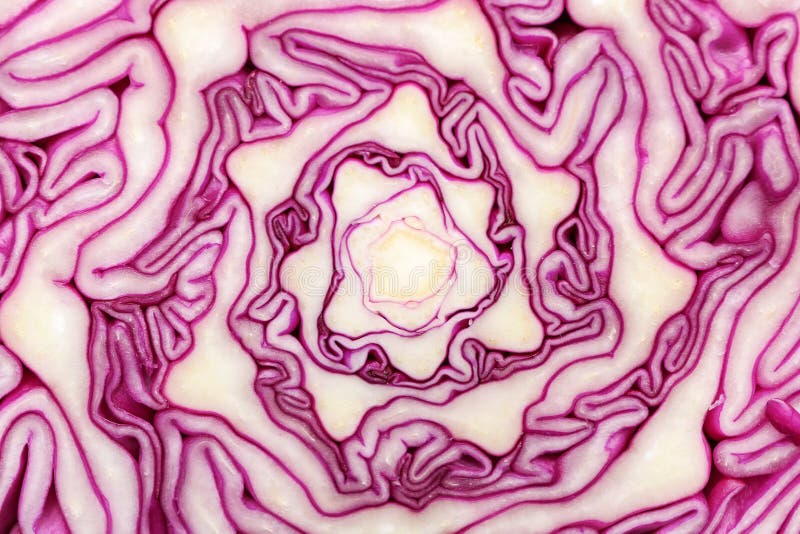 Texture of Cut Red Cabbage, Closeup Stock Photo - Image of cole, fiber ...