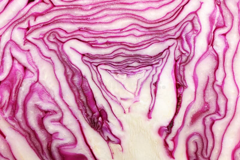 Texture of Cut Red Cabbage, Closeup Stock Photo - Image of cooking ...