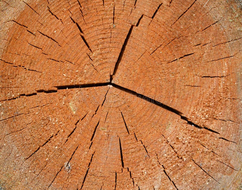 Texture 5917 - Cut Spruce Logs Stock Photo - Image of wall, lumber ...