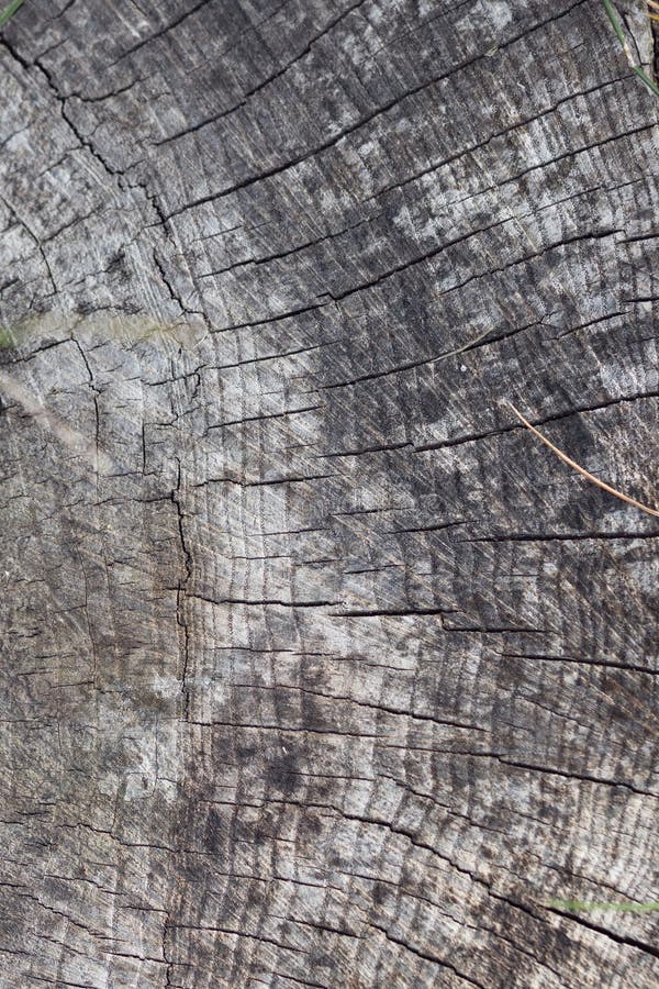 The Texture of a Cut Stump Worn by Time and Weather. Stock Image ...