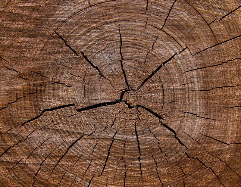 Texture of Cut of Tree 2 stock photo. Image of bark, abstract - 2805672