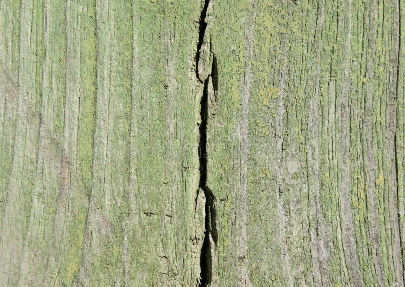 Texture of Cut Tree Board with Green Paint Stock Photo - Image of ...
