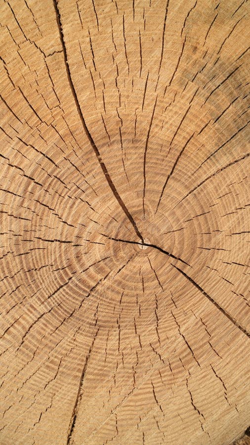 The Texture of the Cut Tree. Cross Section of the Tree Stock Image ...