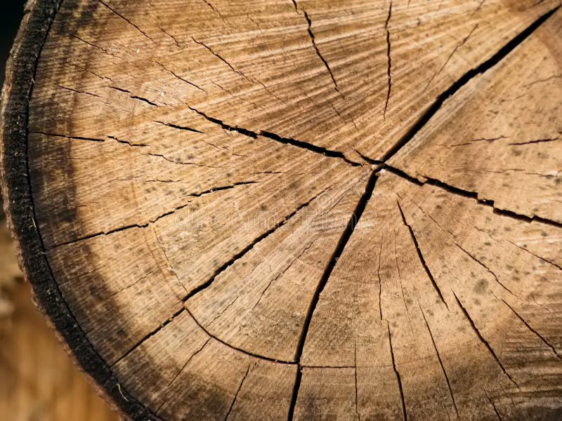 The Texture of the Cut Tree. Stock Photo - Image of nature, bark: 122385428