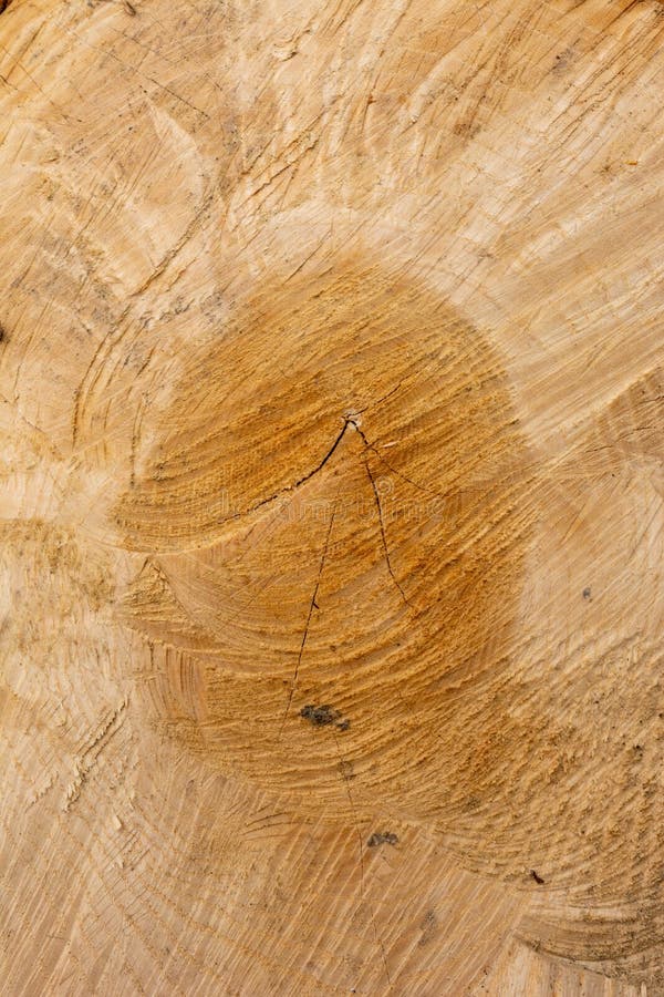 The Texture of the Cut Tree Stump, the Texture of Brown Stock Image ...