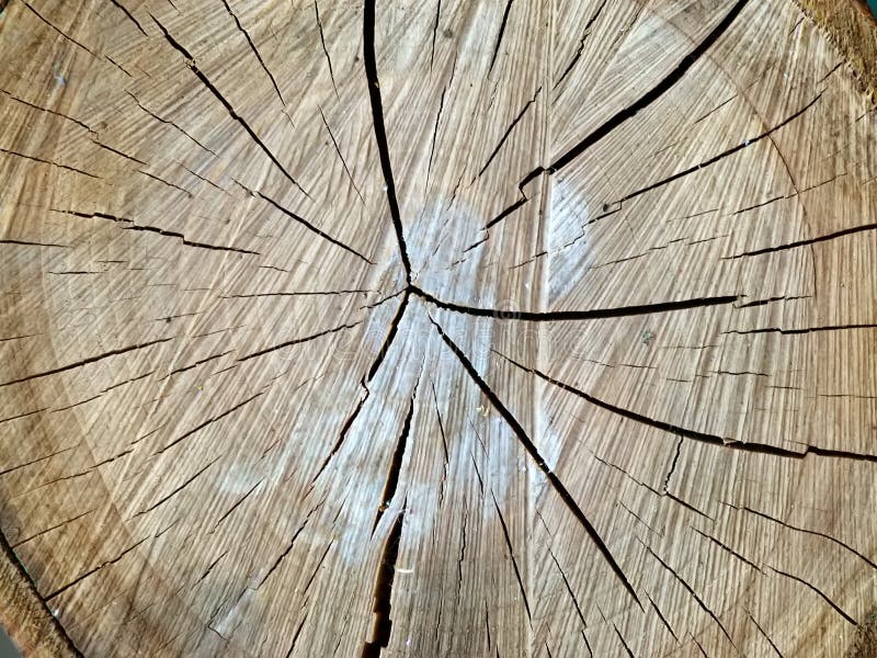 The Texture of the Cut Tree. Stock Photo - Image of abstract, detail ...