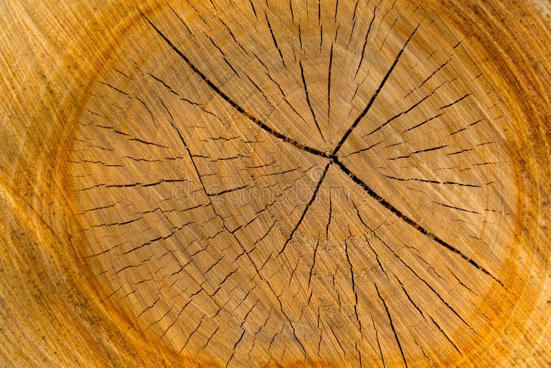 Texture of cut tree stock photo. Image of cracked, material - 143603946