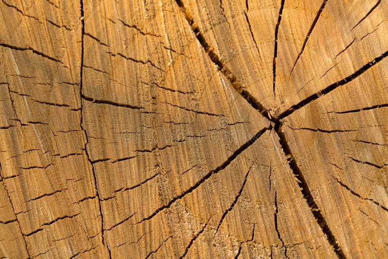 Texture of cut tree stock image. Image of nature, material - 143915473