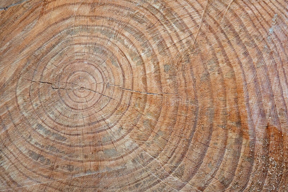 The Texture of the Cut Trunk of an Old Tree with Rings Stock Photo ...