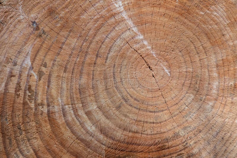 The Texture of the Cut Trunk of an Old Tree with Rings Stock Image ...