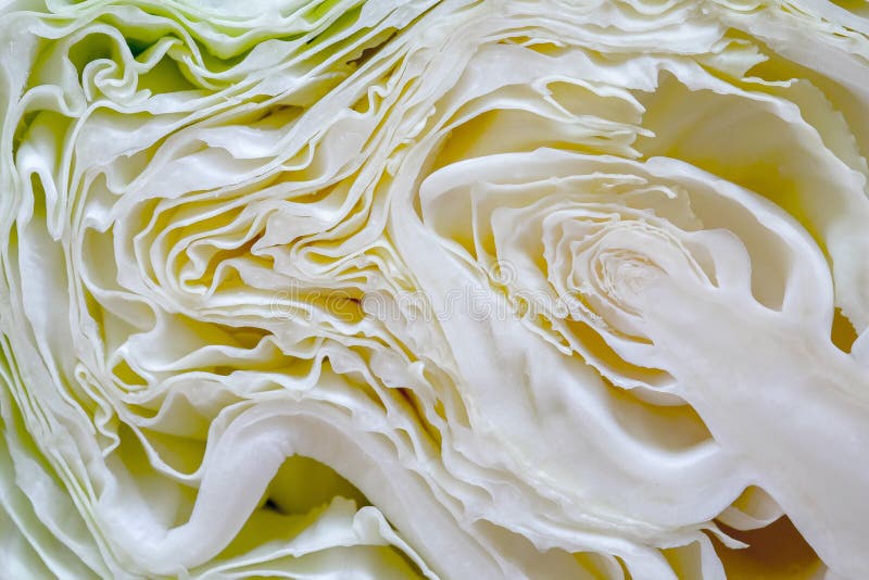 Texture of Cut White Cabbage Showing Inside Curved Surface Stock Image ...