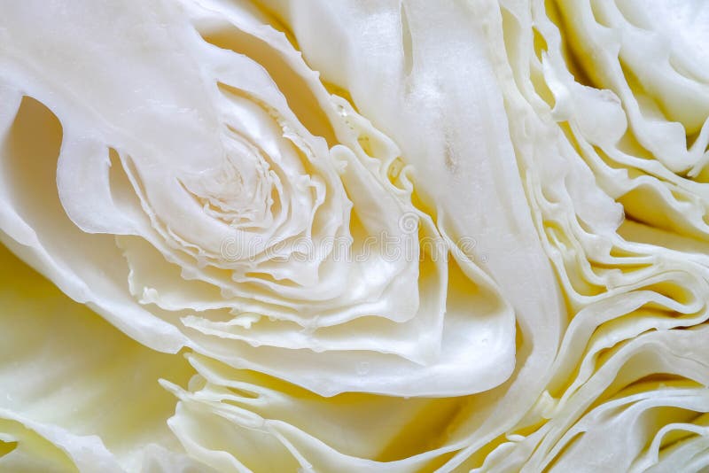 Texture of Cut White Cabbage Showing Inside Curved Surface Stock Image ...