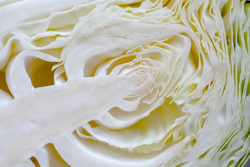 Texture of Cut White Cabbage Showing Inside Curved Surface Stock Photo ...