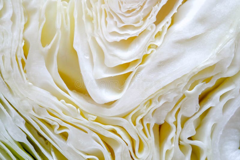 Texture of Cut White Cabbage Showing Inside Curved Surface Stock Image ...
