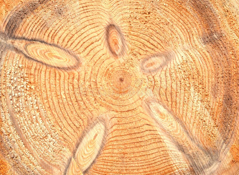 Texture 6173 - Cut of Wood Logs Stock Image - Image of rings, surface ...