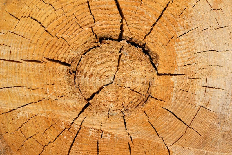 Texture 7871 - Cut of Wood Logs Stock Photo - Image of forest, timber ...