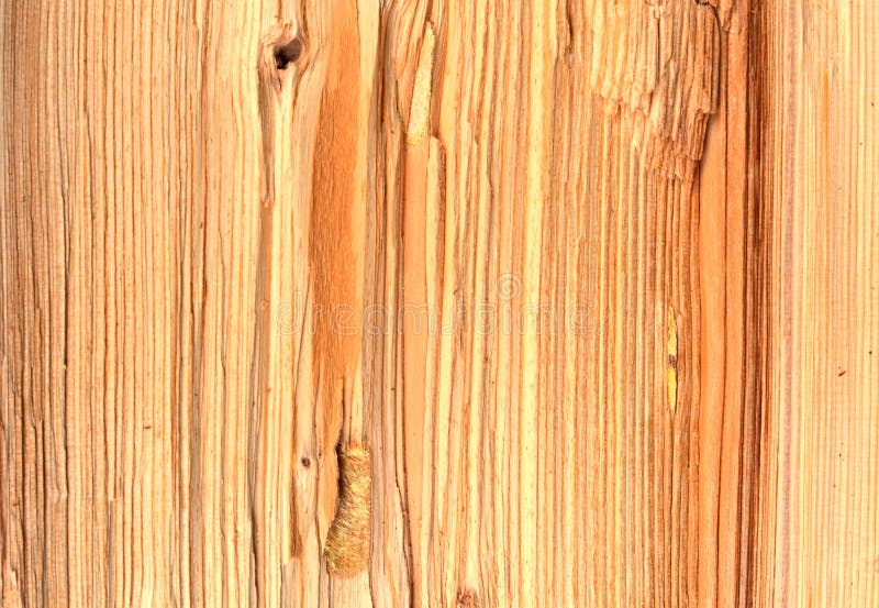 Texture 6198 - Cut of Wood Logs Stock Photo - Image of natural, detail ...