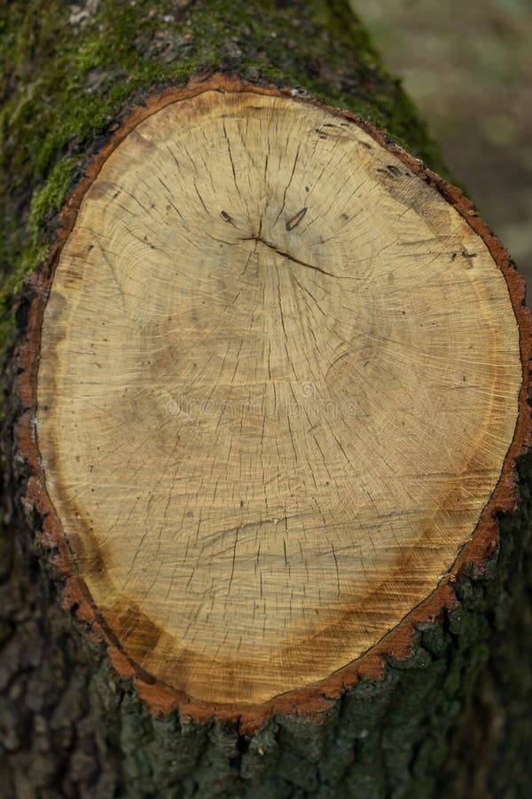 Texture of a Cut Wooden Branch Stock Photo - Image of autumn, forest ...