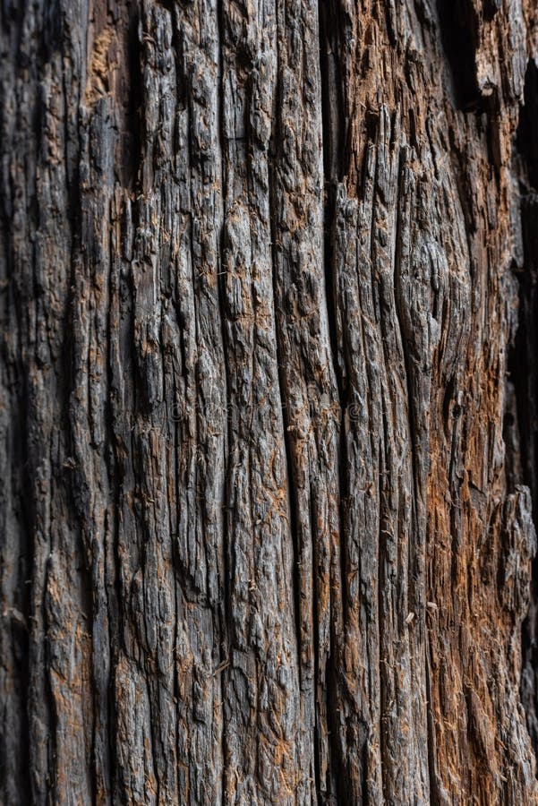 Texture of Cypress Wood. the Bark of an Old Tree Close-up Stock Image ...