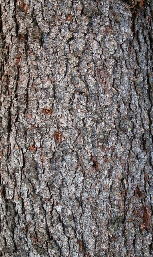 Texture d'écorce de sapin photo stock. Image du sapin - 1486926