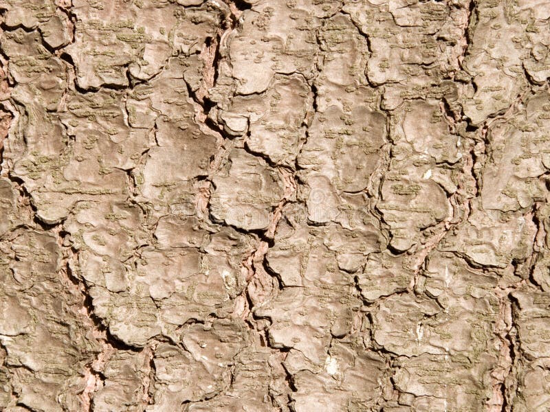 Texture d'écorce de sapin image stock. Image du bois, peau - 2188103