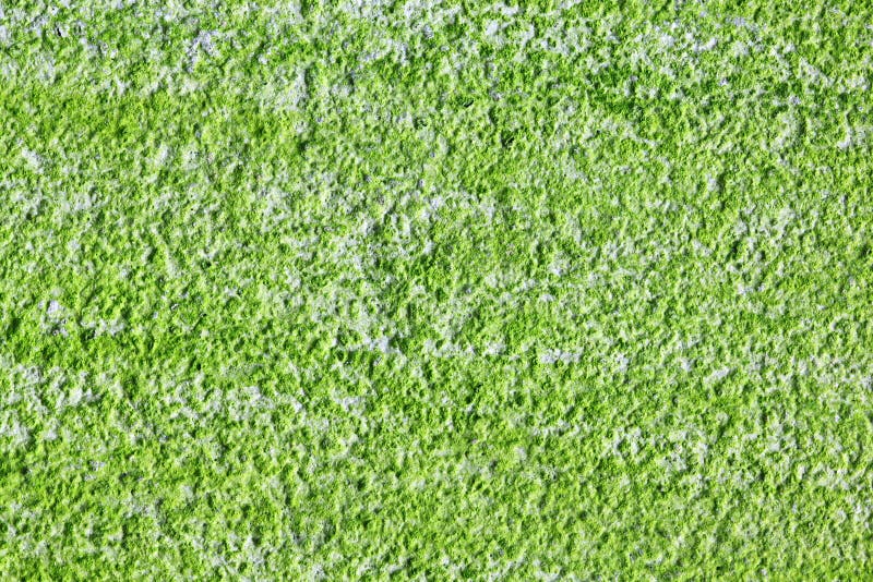 Texture d'algues photo stock. Image du accroissement - 29052854