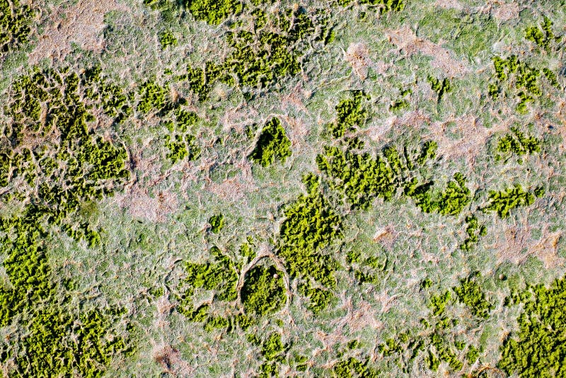 Texture D Algues Photos Stock - Téléchargez 9,522 Photos libres de droits