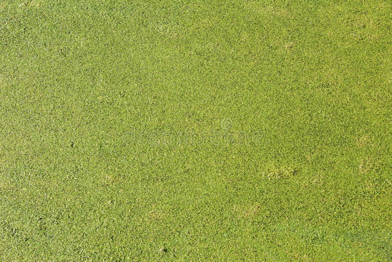 Texture D'algues Vertes Sur Une Surface De L'eau Photo stock - Image du ...