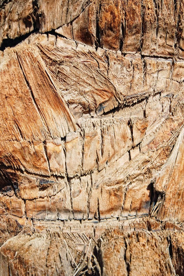 Texture d'arbre photo stock. Image du matériau, configuration - 22784376