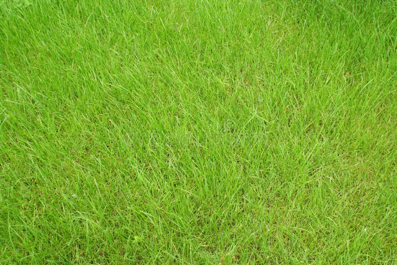 Texture d'herbe photo stock. Image du lumineux, pelouse - 2544542