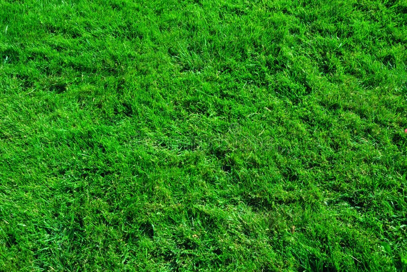 Texture d'herbe image stock. Image of organique, configuration - 3228007