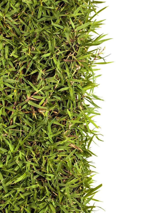 Texture d'herbe photo stock. Image of herbe, extérieur - 33415408