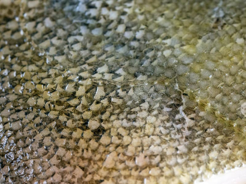 The Texture of a Damp Patchy Surface of a Fish Skin, Peeled from Scales ...