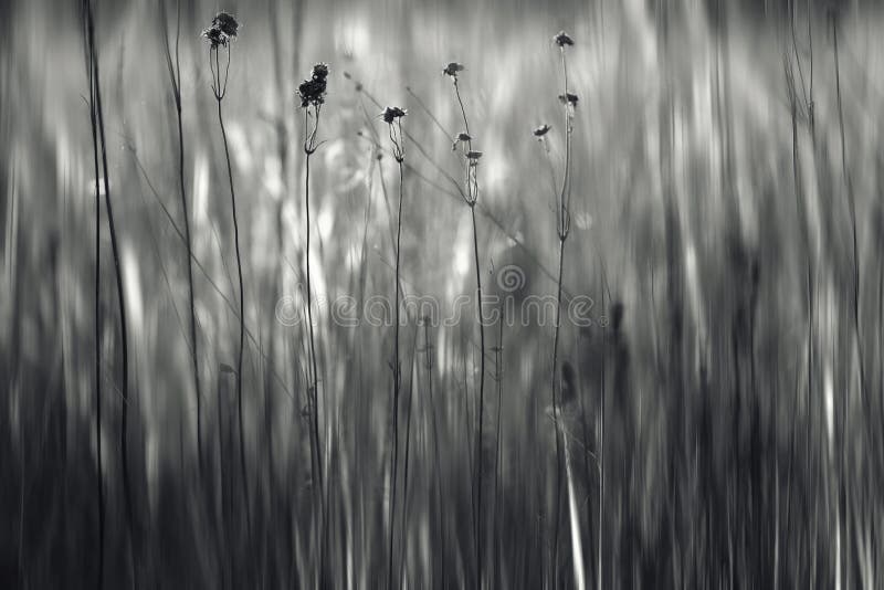 Texture dark autumn grass stock photo. Image of dark - 59598420